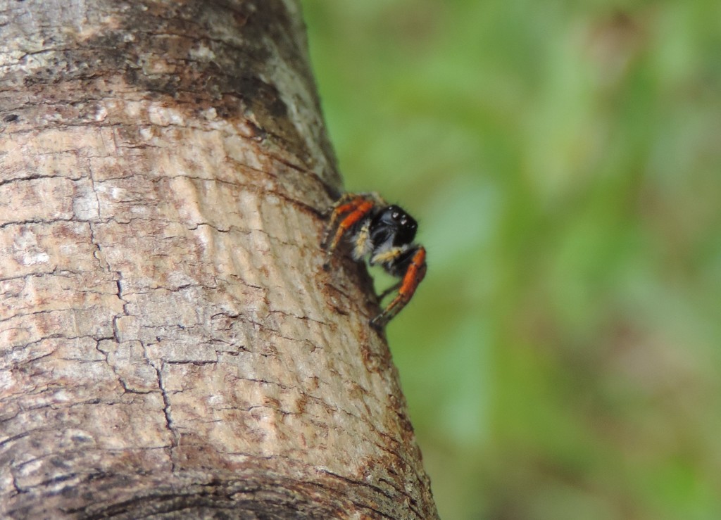 Red-bellied Jumping Spider from Provincia di Grosseto, Italia on June 6 ...