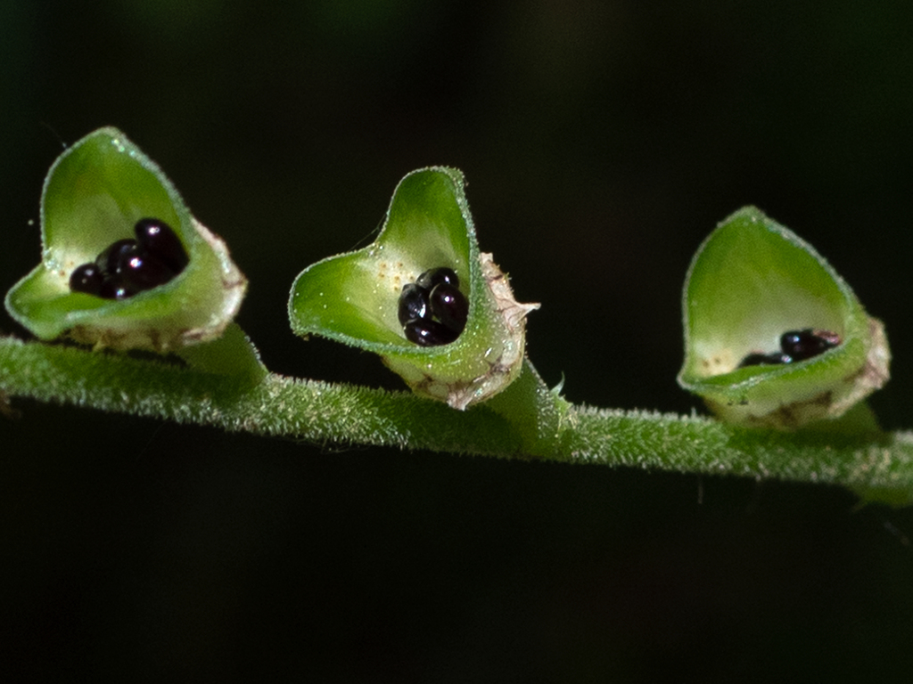 Miterworts (Mitella) - Botanical Realm