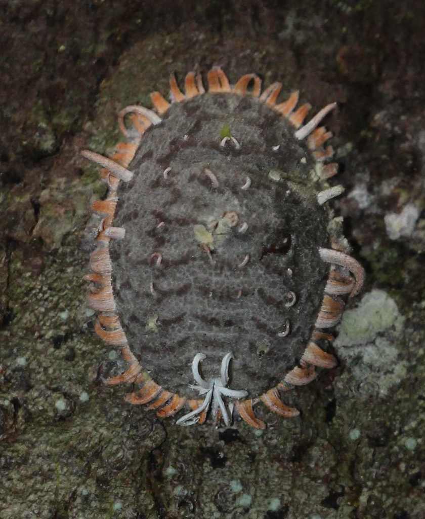 Giant Scale Insects from Veddagala-Kudawa Rd, Srí Lanka on November 12 ...