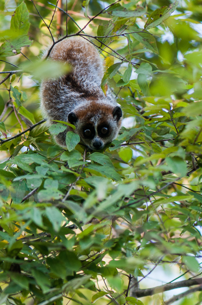 Lorises (Lorisinae) - Know Your Mammals
