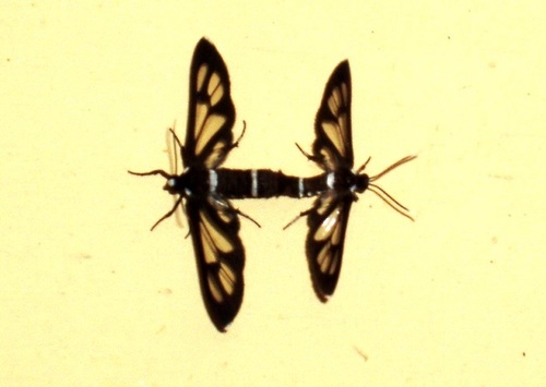 Ceryx semihyalina · iNaturalist