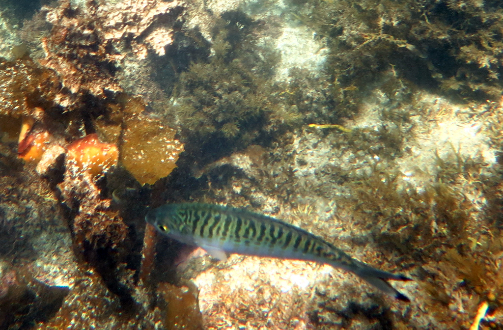 Australian Salmons (Arripis) - Marine Life Identification