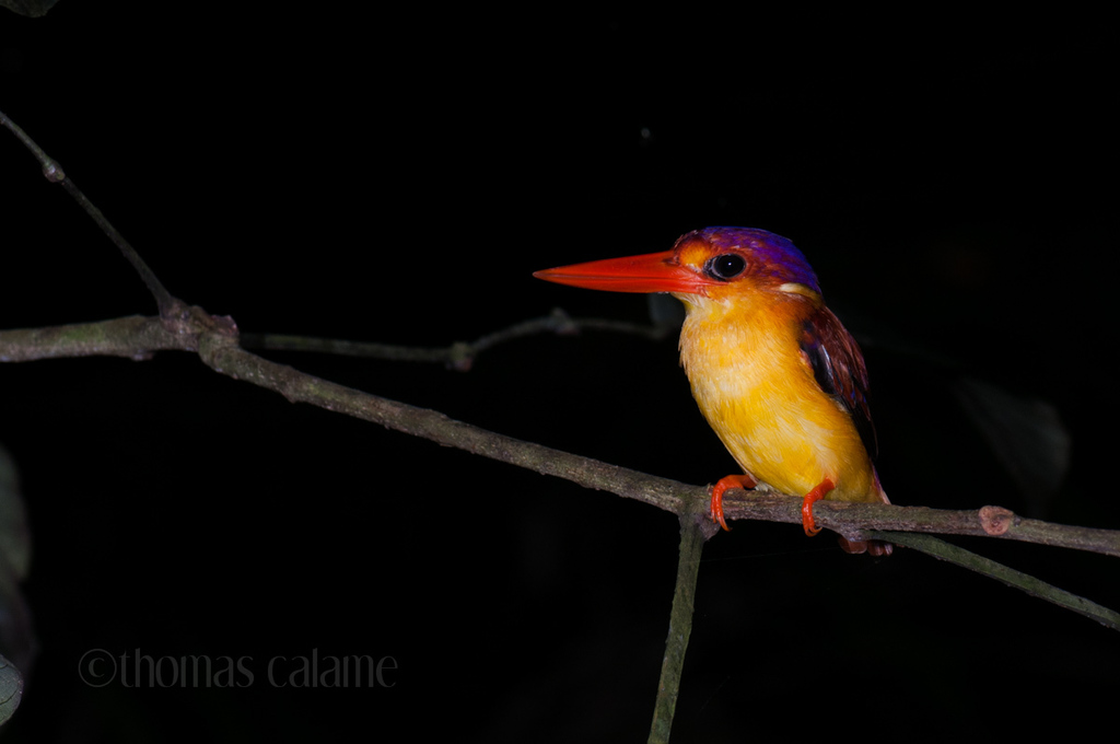 Rufous-backed Dwarf-Kingfisher from Taman Negara, MY on September 24 ...