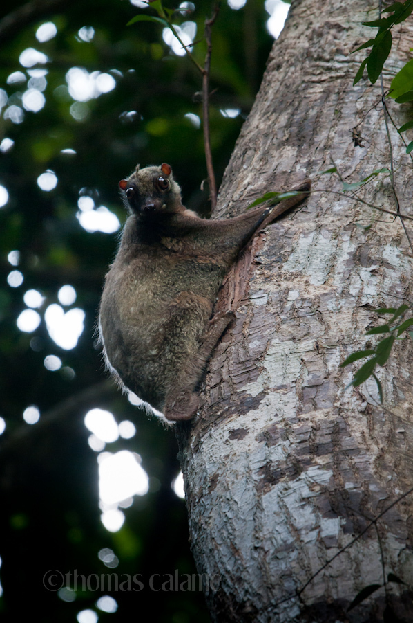 Colugos (Cynocephalidae) - Know Your Mammals