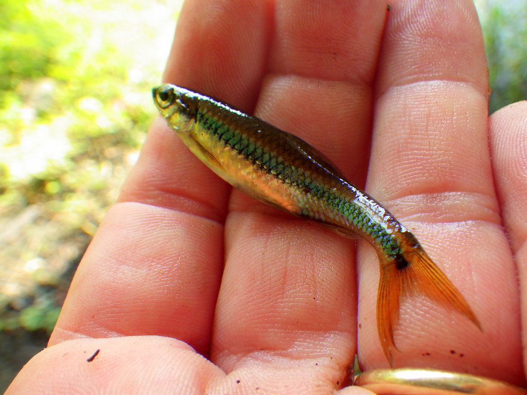Coastal Shiner (Fishes of Sarasota County, Fl) · iNaturalist