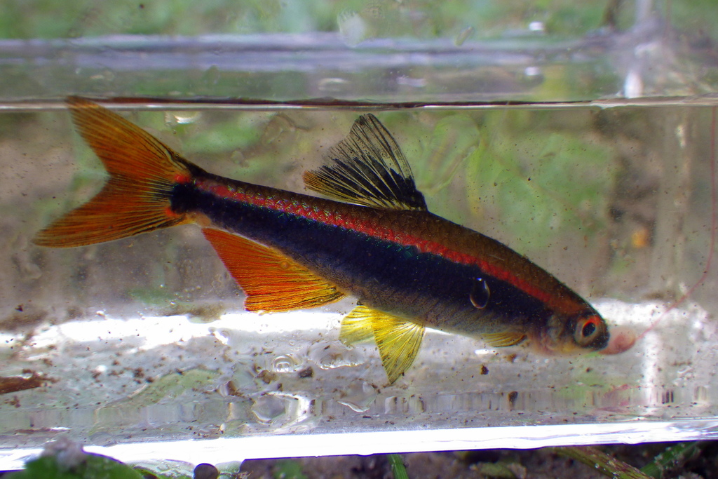 Metallic Shiner (Pteronotropis metallicus) - Marine Life Identification