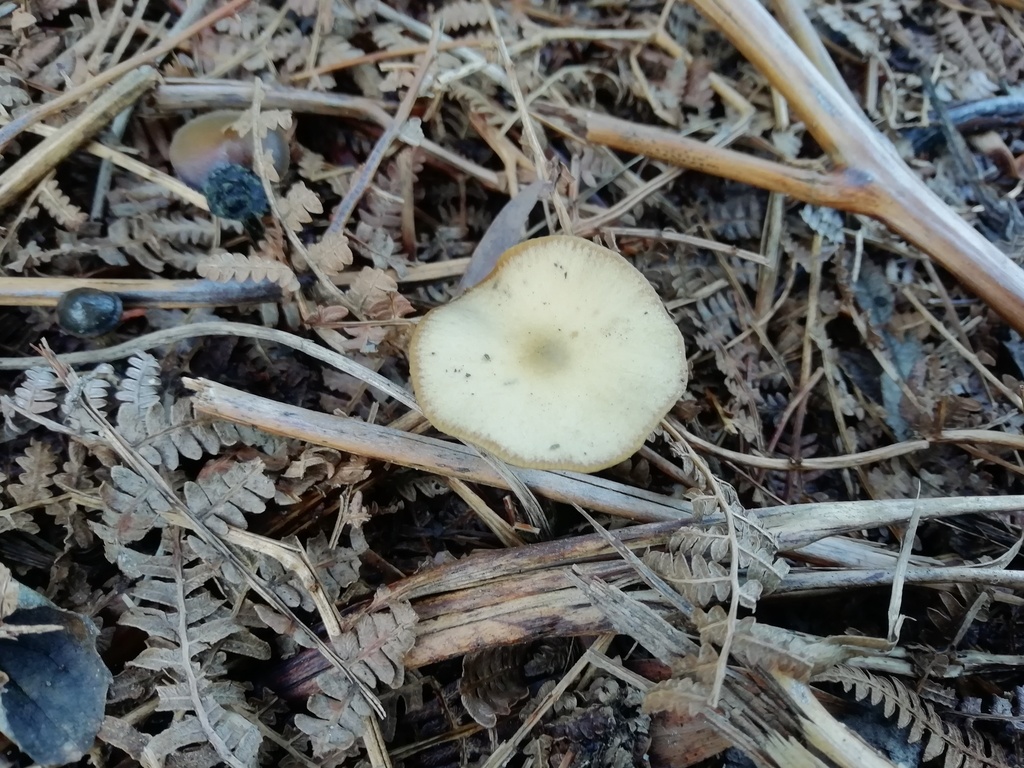 Wavy Cap in June 2021 by AdventureLisa. My second wavy cap find - and ...