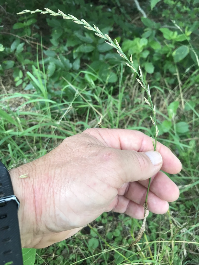Ryegrasses from Bell County, TX, USA on June 06, 2021 at 11:18 AM by ...
