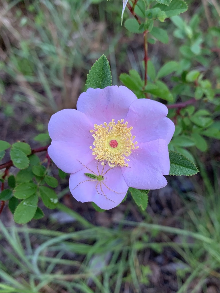 swamp rose from Kings Crossing Dr, Jacksonville, FL, US on June 06 ...