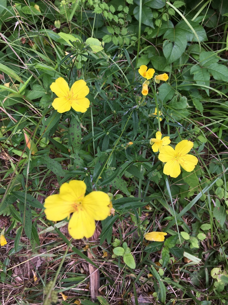 narrow-leaved sundrops from Plank Rd, Wadesboro, NC, US on June 6, 2021 ...