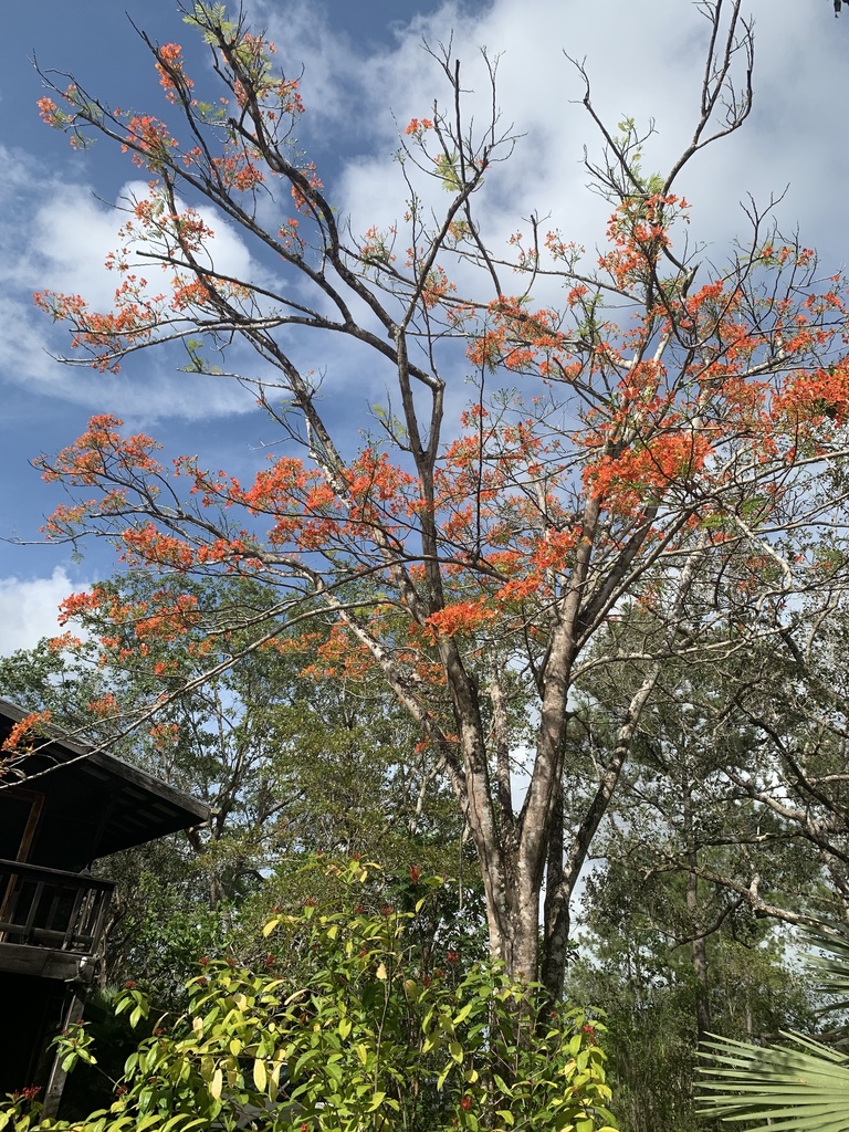 Flamboyant from Cayo District, Belize on May 25, 2021 at 03:41 PM by ...