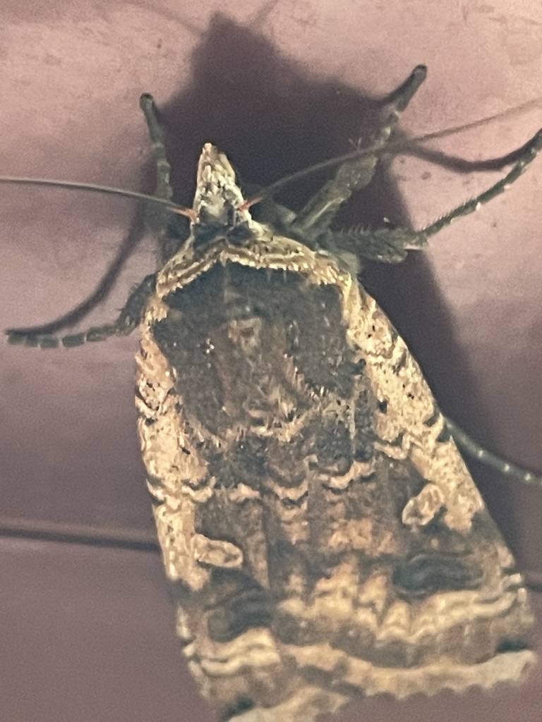 Large Yellow Underwing from 85th Ave SE, Snohomish, WA, US on June 6 ...