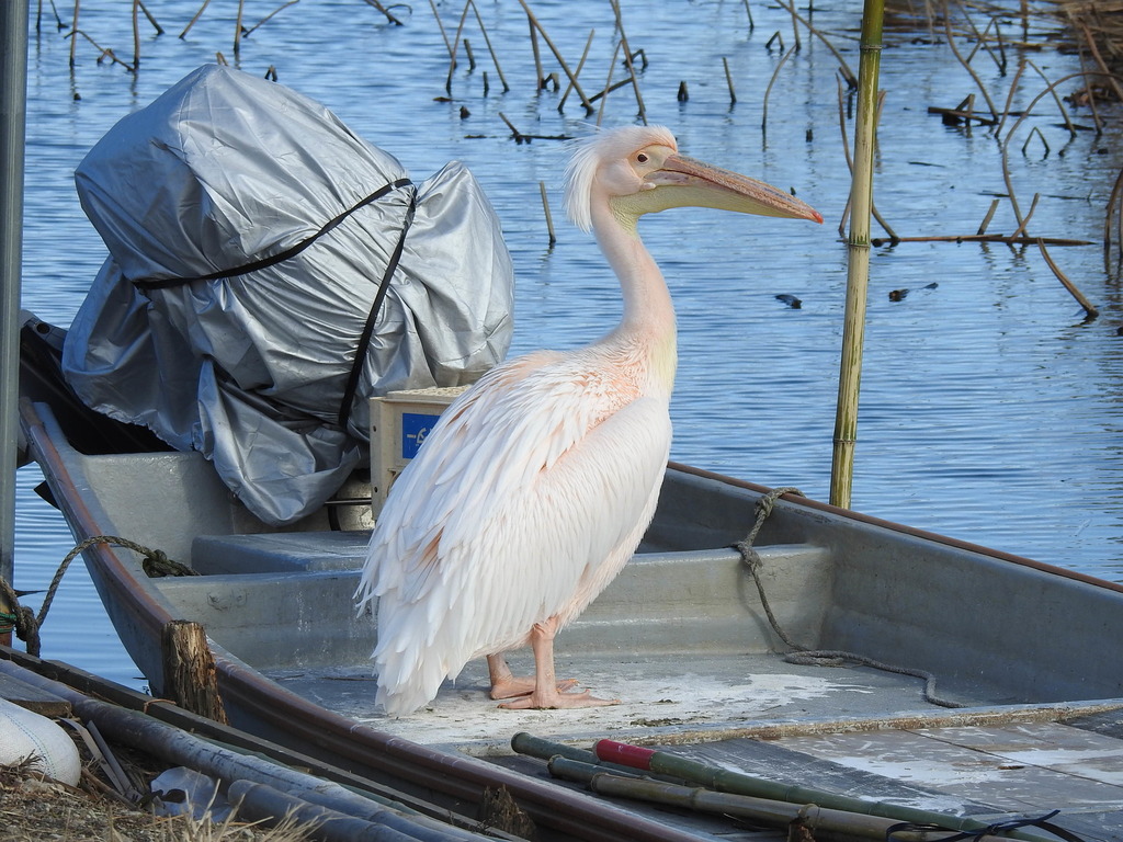 Great White Pelican from Lake Inba-numa, Chiba, Japan on January 02 ...