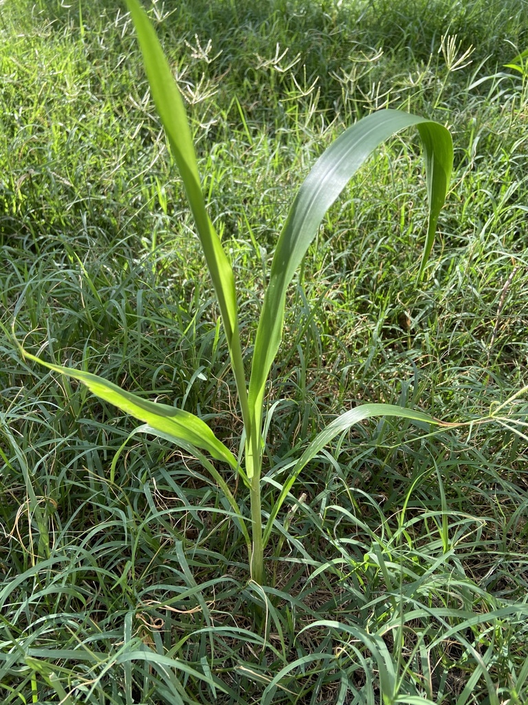 Johnson grass from Langford St, College Station, TX, US on June 06 ...