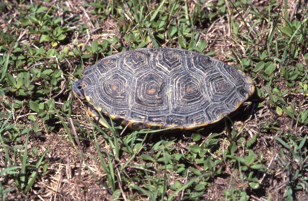 Mangrove Diamondback Terrapin (Malaclemys terrapin rhizophorarum ...