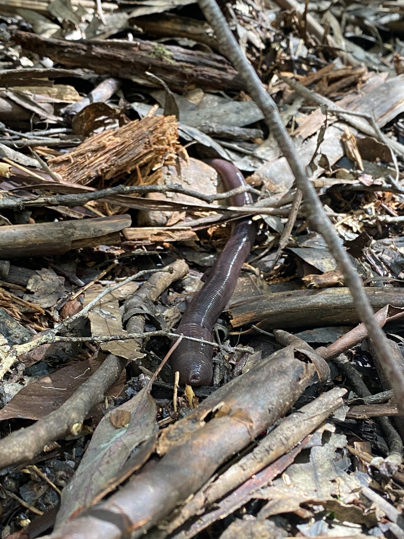 Megascolides McCoy, 1878