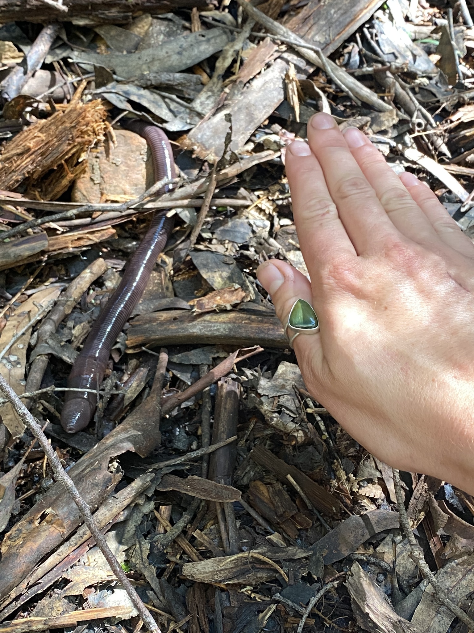 Megascolides McCoy, 1878