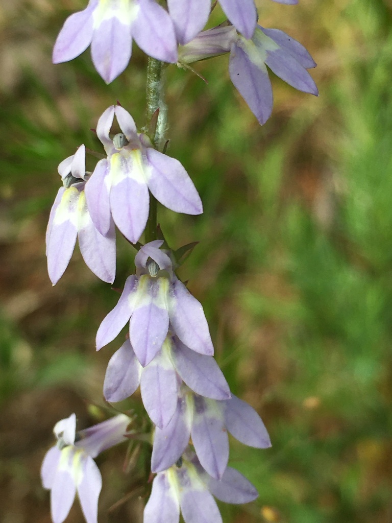 bellflower family (Campanulaceae) - Botanical Realm
