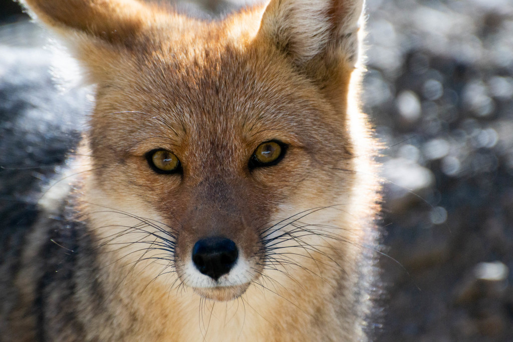Culpeo from Las Heras, Mendoza, Argentina on June 05, 2021 at 01:47 PM ...