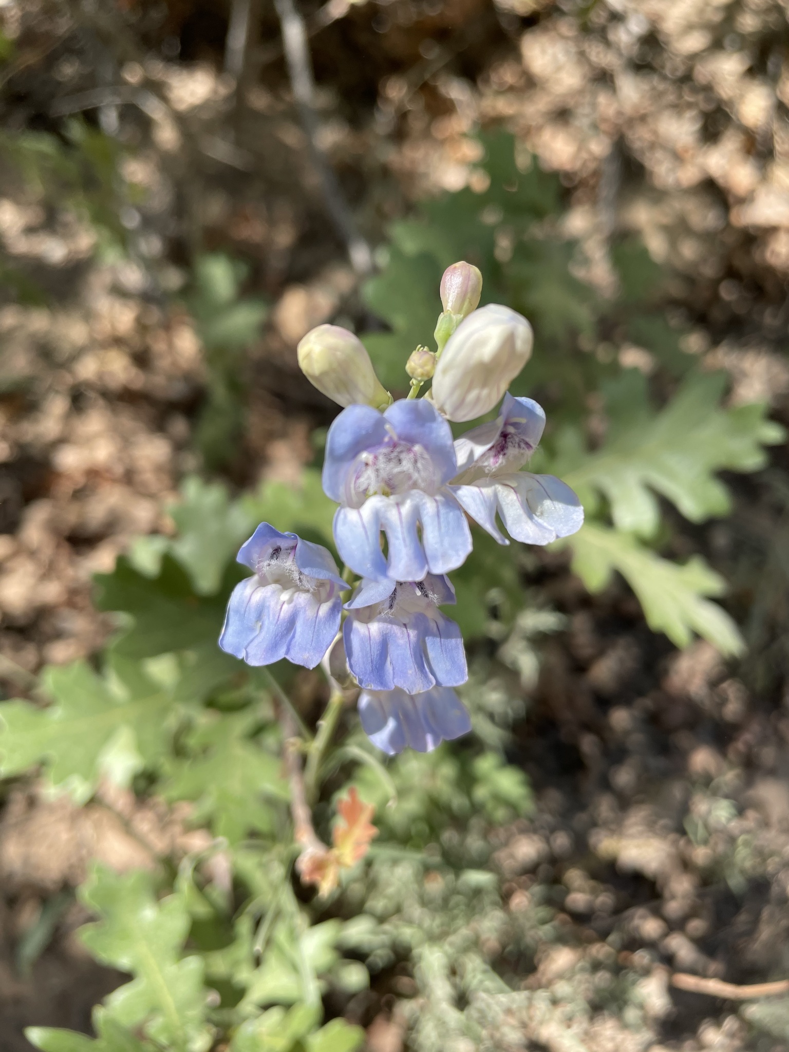 Penstemon comarrhenus A.Gray