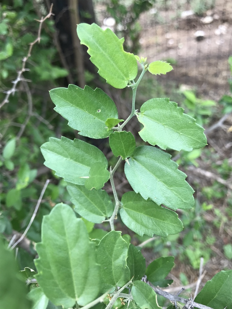 spiny hackberry from McClernand Rd, Brackettville, TX, US on June 4 ...