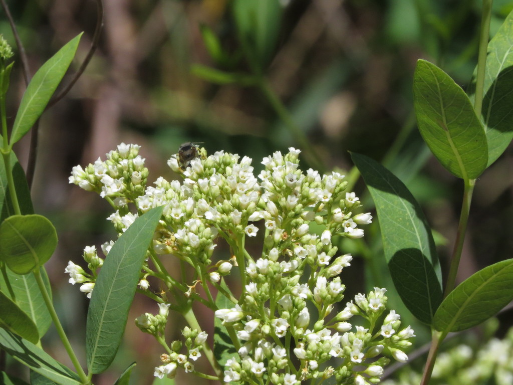 hemp dogbane from Oakley, CA 94561, USA on June 6, 2021 at 12:09 PM by ...