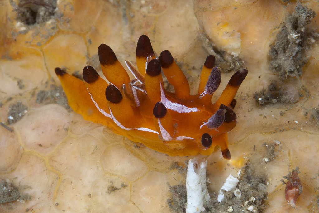 Okenia mellita (Nudibranchs of Coogee beach and surrounds) · iNaturalist