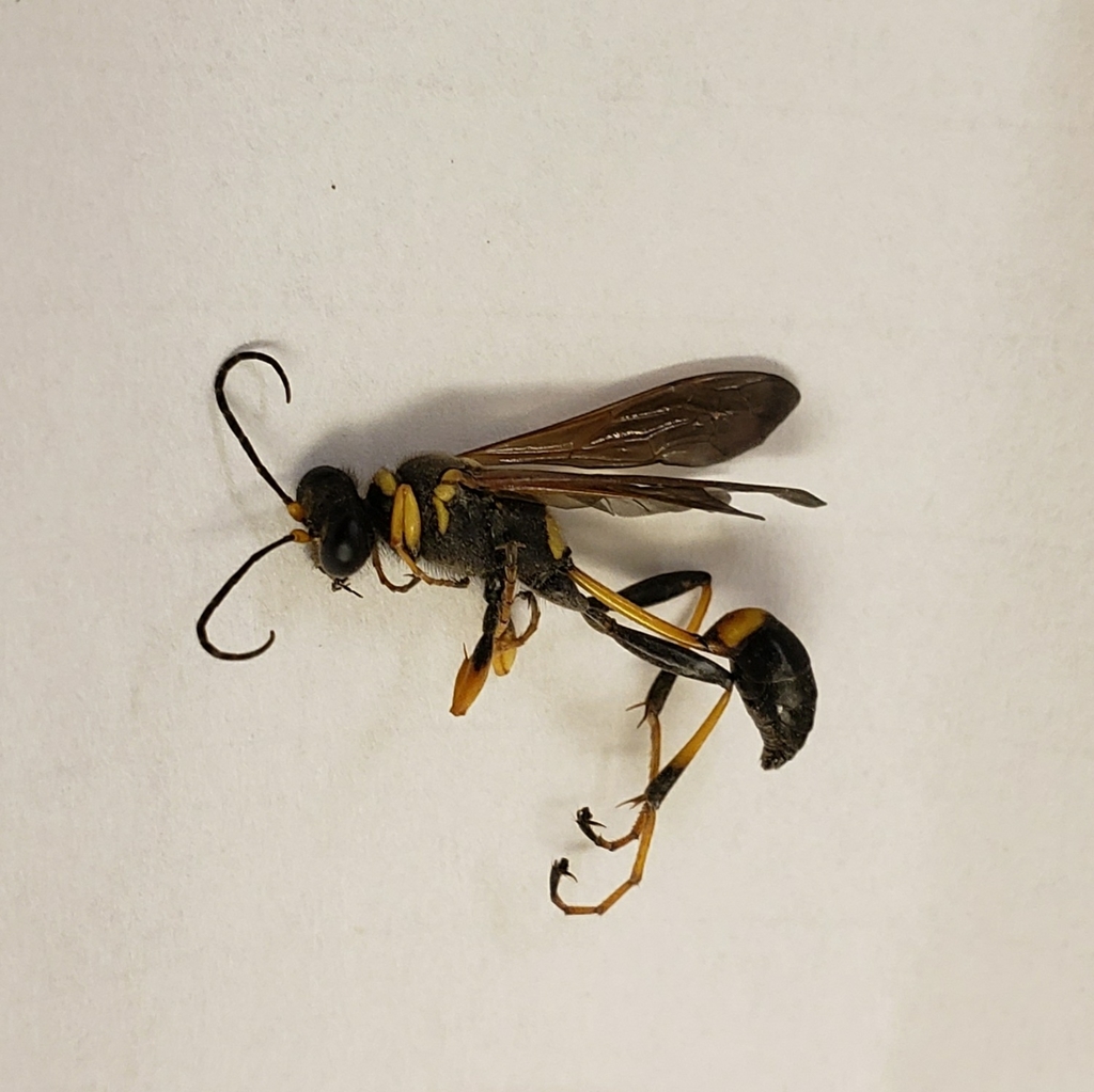 Yellow-legged Mud-dauber Wasp in June 2021 by L. Hamill · iNaturalist