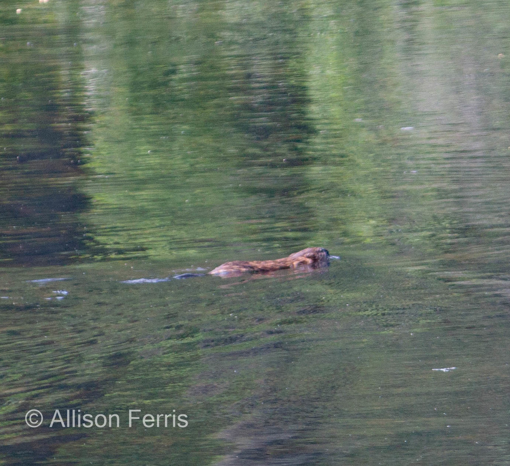 Muskrat from Amherst County, VA, USA on June 6, 2021 at 10:14 AM by ...
