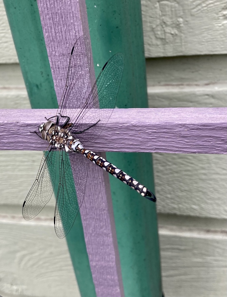 California Darner in June 2021 by myriamdo · iNaturalist