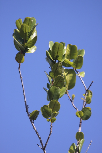 Reynosia vivesiana · iNaturalist