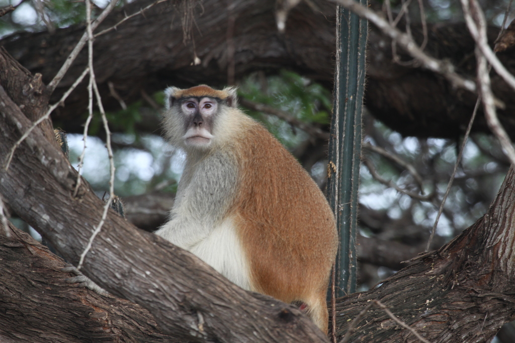 Cercopithecines (Cercopithecinae) - Know Your Mammals