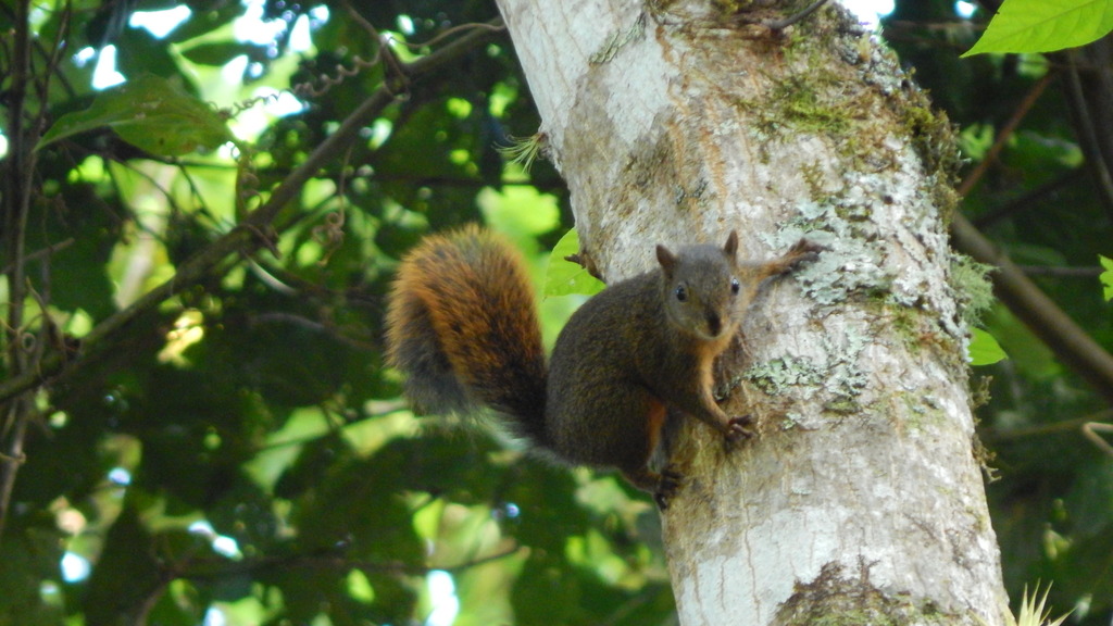 Red-tailed Squirrel from Los Naranjos, Panama on June 2, 2021 at 07:54 ...