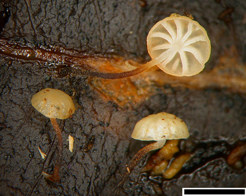 Genus Gloiocephala · iNaturalist