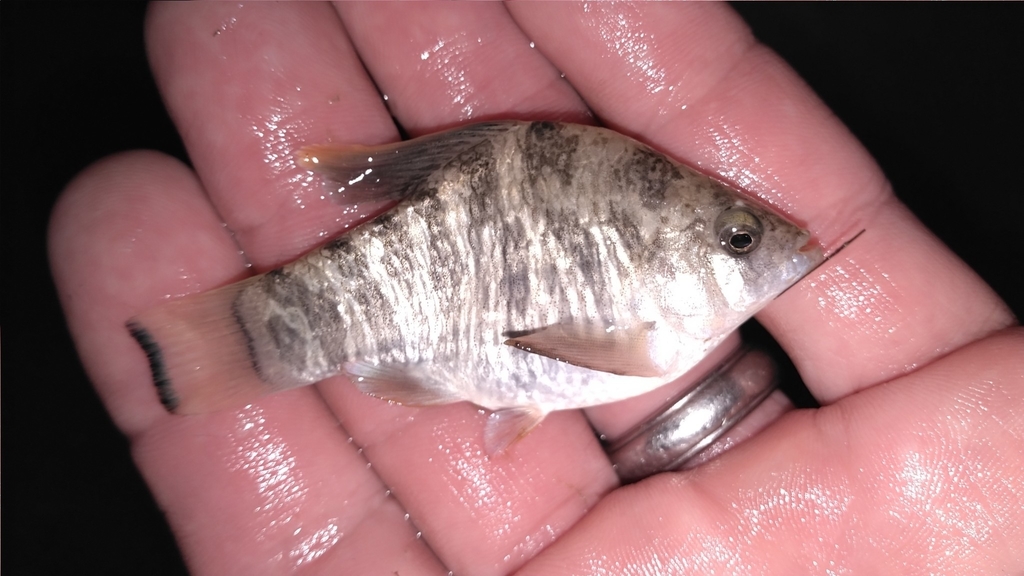 Pupfishes (Cyprinodontidae) - Marine Life Identification