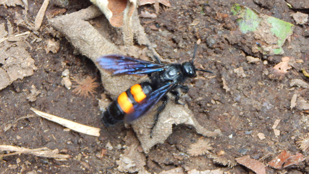 Saddleback Scoliid Wasp from Los Naranjos, Panama on June 02, 2021 at ...