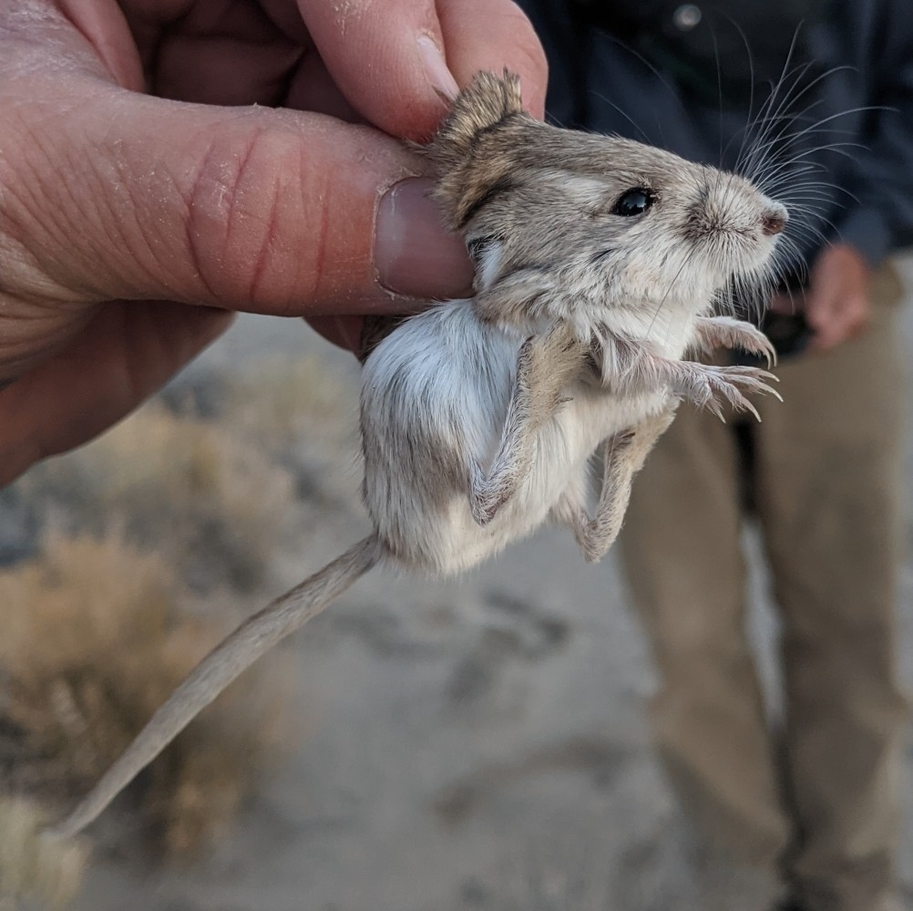 Kangaroo Mice (Microdipodops) - Know Your Mammals
