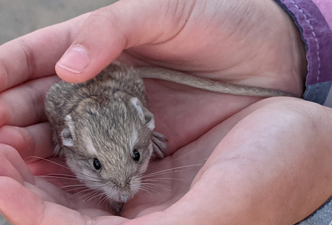 Microdipodops megacephalus Merriam, 1891