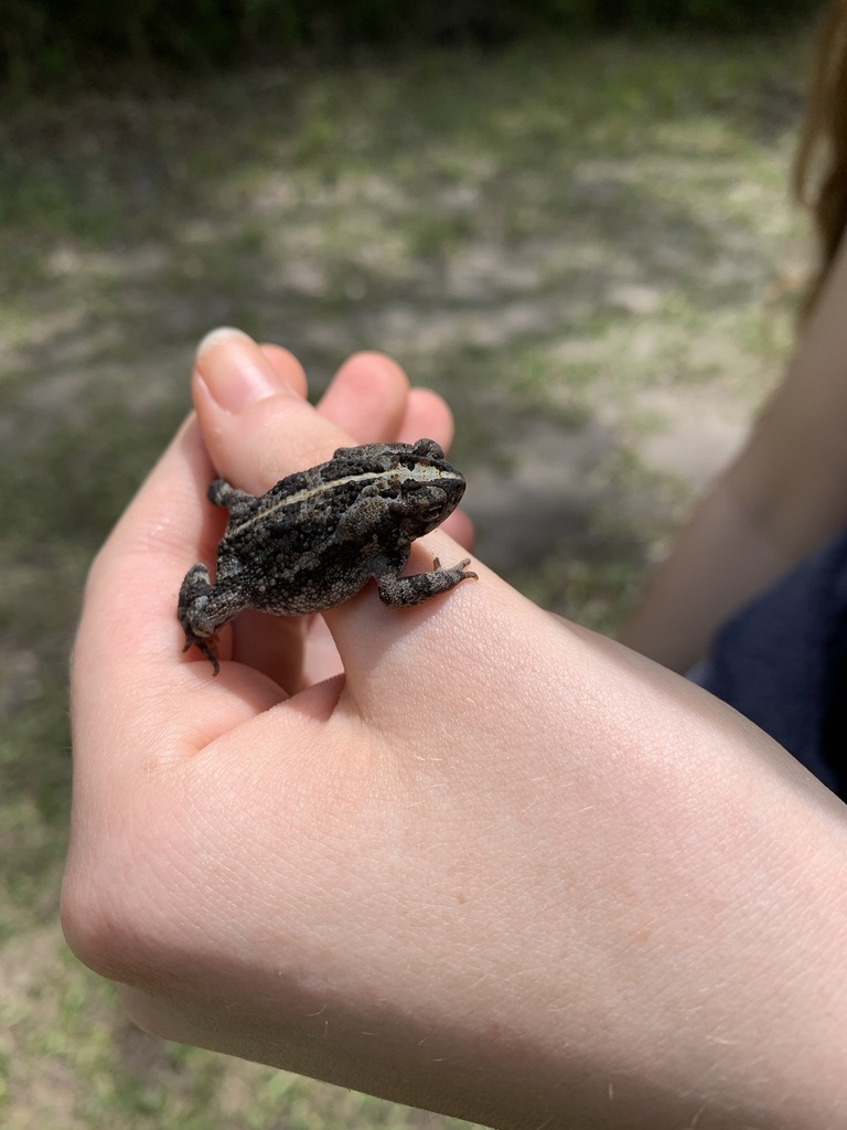 Oak Toad in June 2021 by railprof · iNaturalist