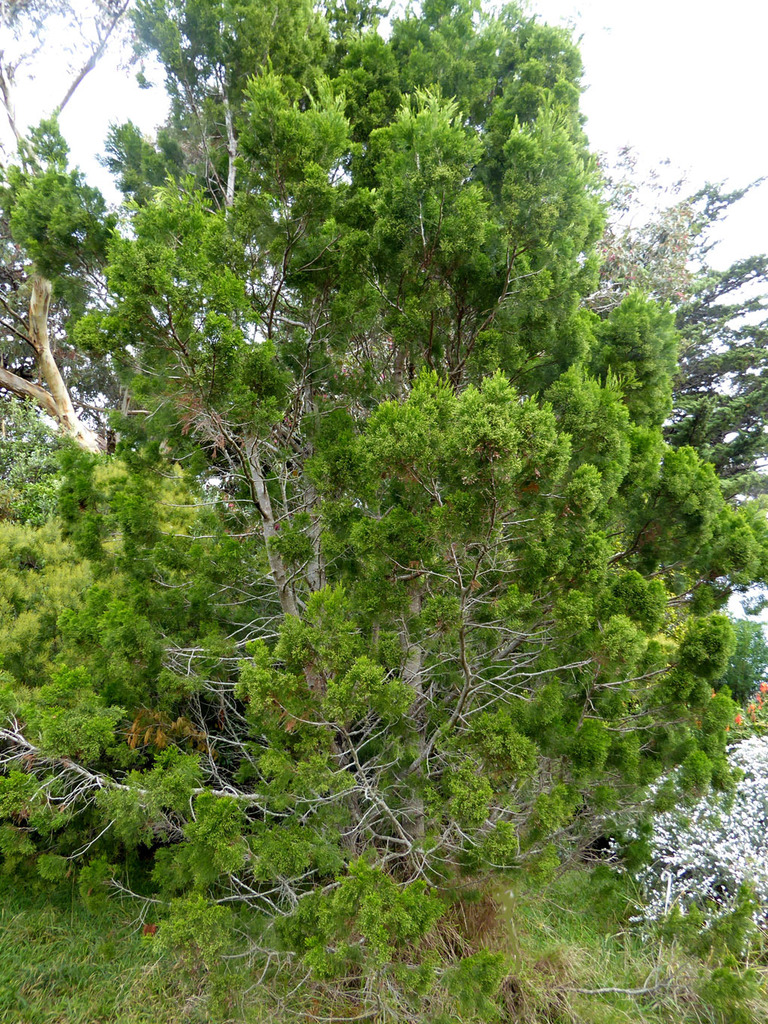 Slender Cypress-pine from Bastia Hill, Whanganui 4500, New Zealand on ...