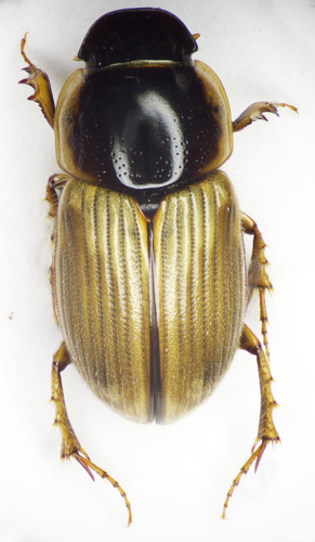 Genus Melinopterus · iNaturalist