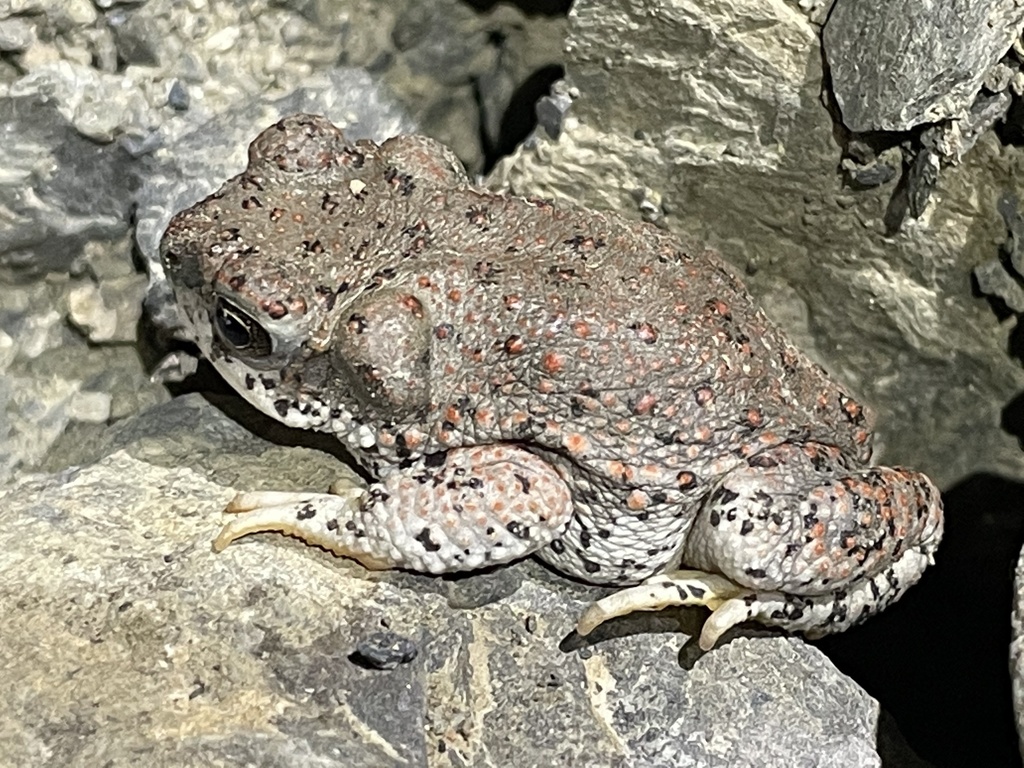 Red-spotted Toad from García, NL, MX on June 6, 2021 at 10:14 PM by ...