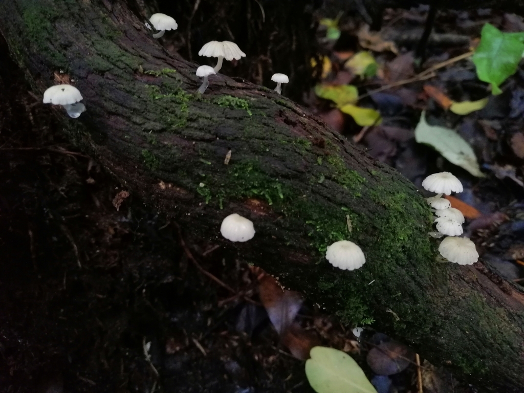 Austral Dripping Bonnet from Tokaanu on June 7, 2021 at 02:23 PM by ...