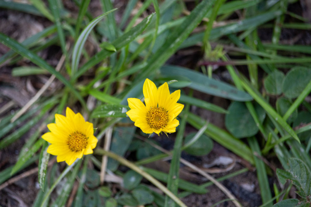Trailing Treasureflower from Amatole, South Africa on June 06, 2021 at ...