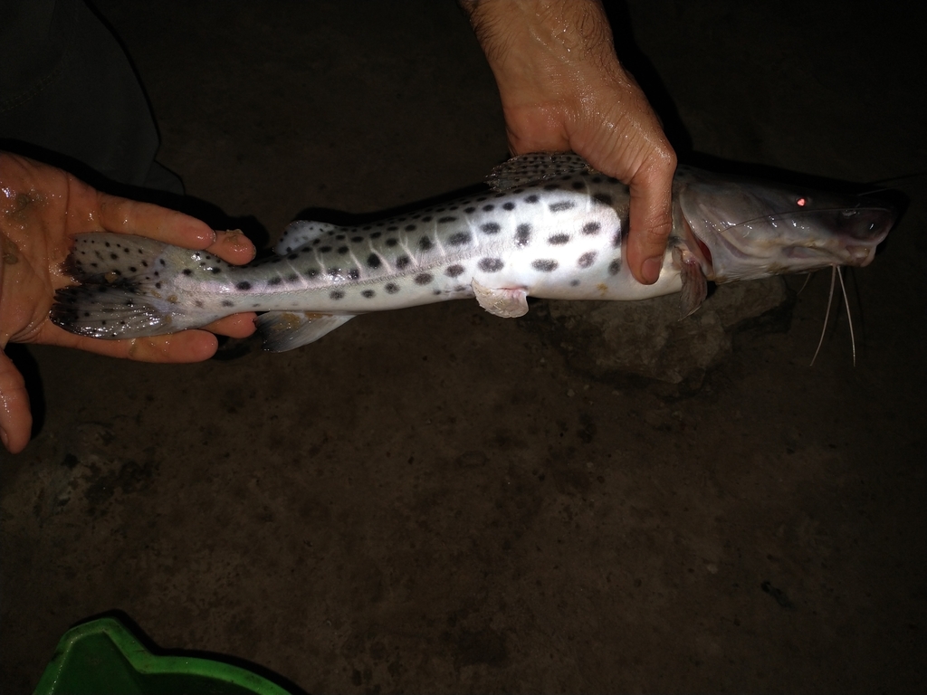 Spotted Sorubim (Pseudoplatystoma corruscans) - Marine Life Identification