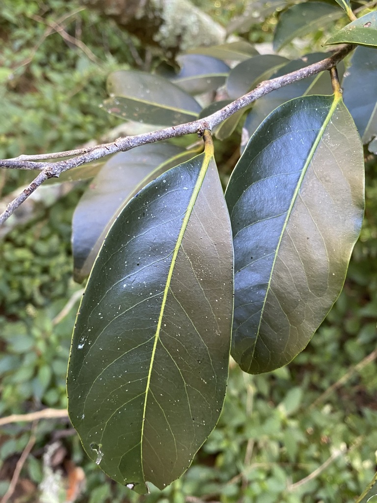 Clustered Persimmon from Enoggera Reservoir QLD 4520, Australia on June ...