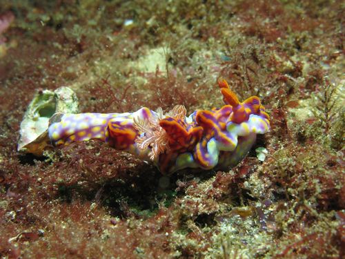 Miamira flavicostata (Nudibranchs of Coogee beach and surrounds ...