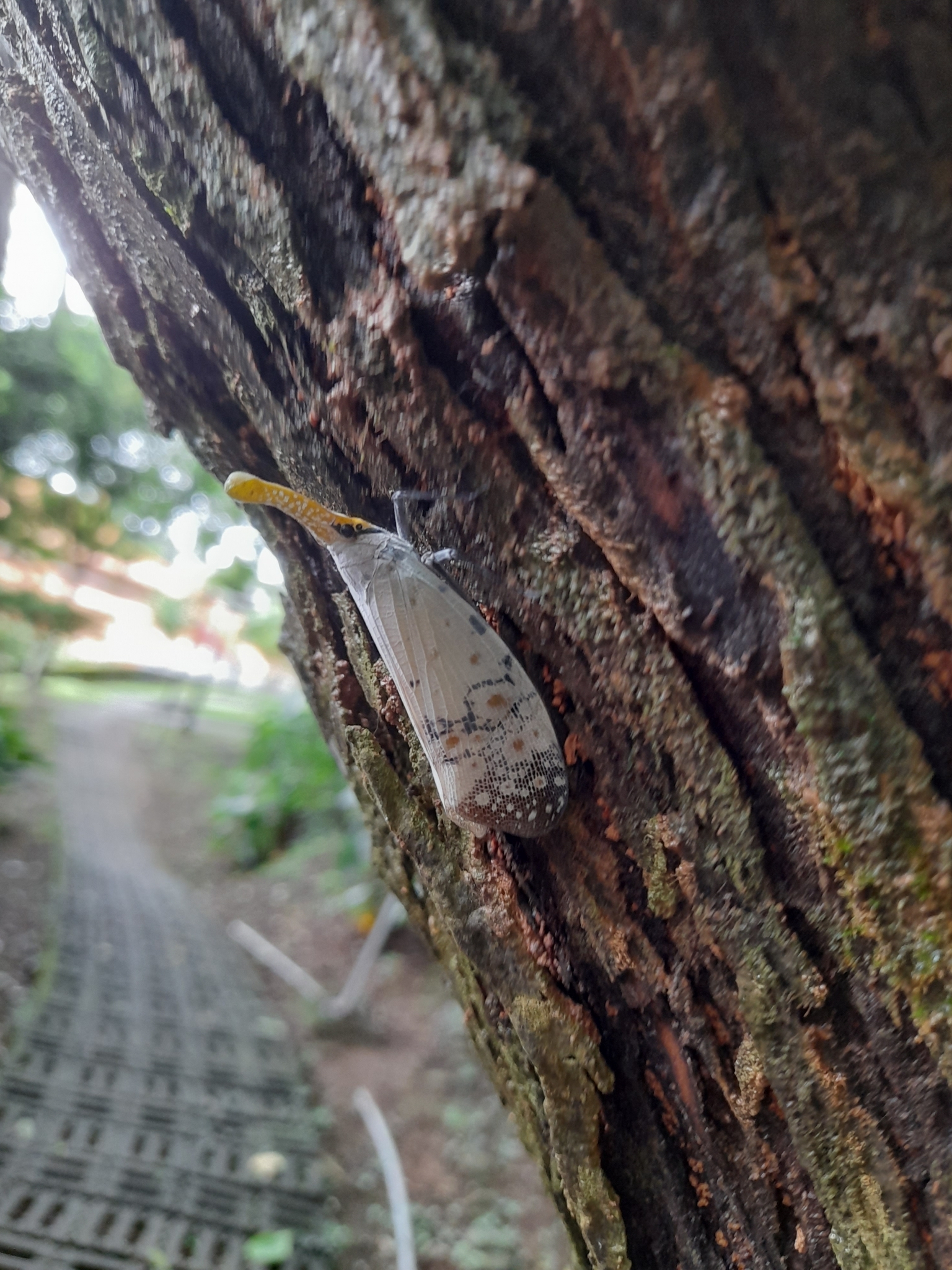 Pyrops watanabei (Matsumura, 1913)