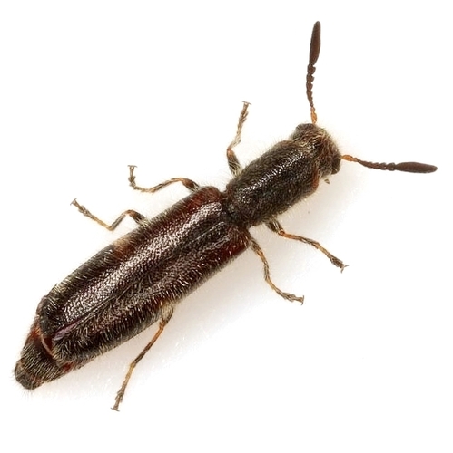 Monophylla pallipes · iNaturalist