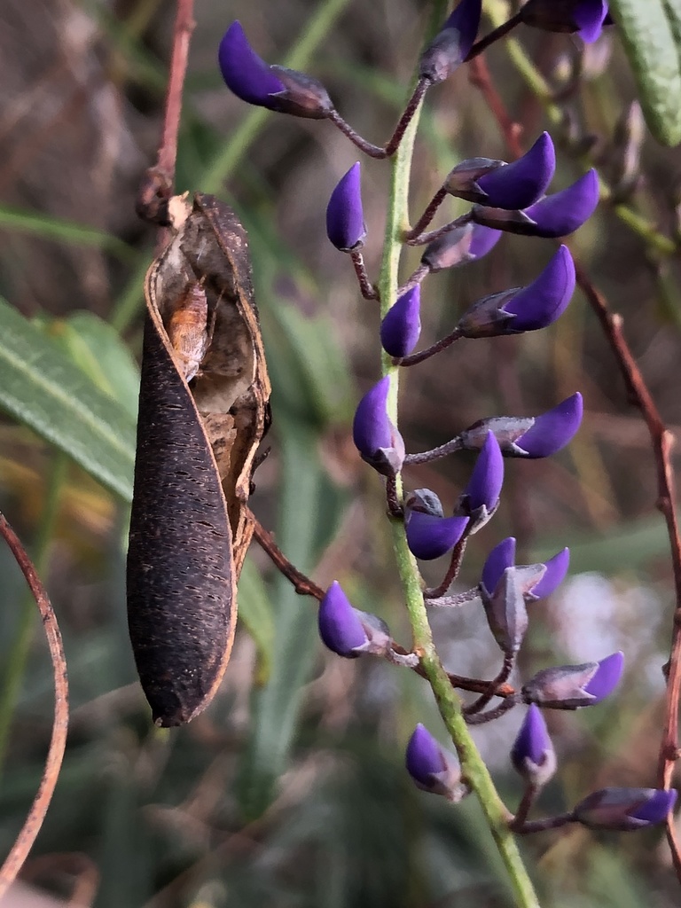 Native wisteria from Big Swamp Parkland, South Bunbury, WA, AU on June ...